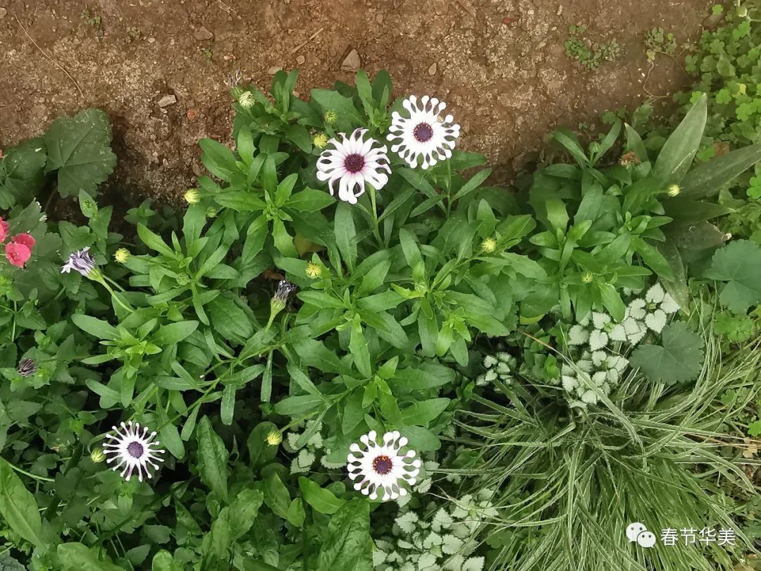 玛格丽特白勺蓝目菊 Dimorphotheca ecklonis 'Margarita White - 关注森林