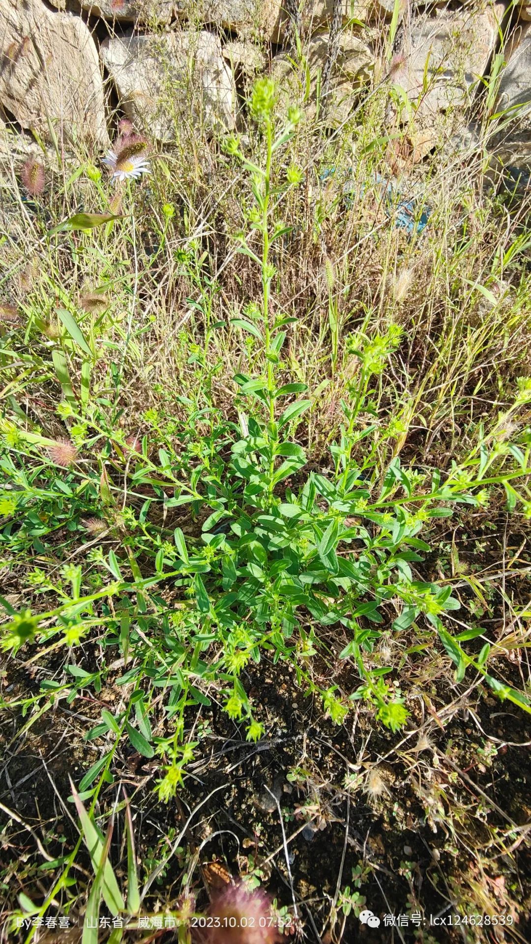 物语之狗娃花（Aster hispidus） - 关注森林