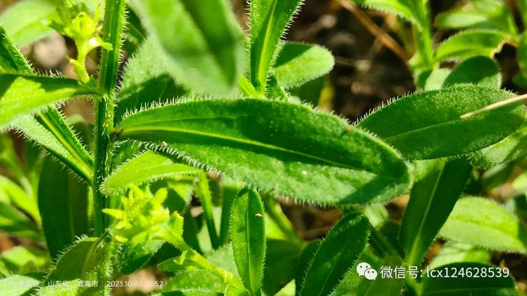 物语之狗娃花（Aster hispidus） - 关注森林