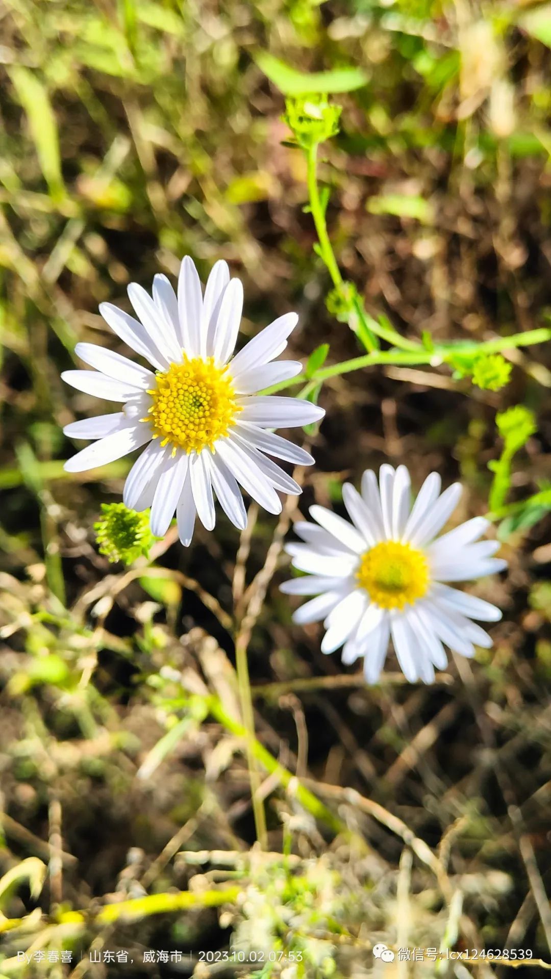 物语之狗娃花（Aster hispidus） - 关注森林