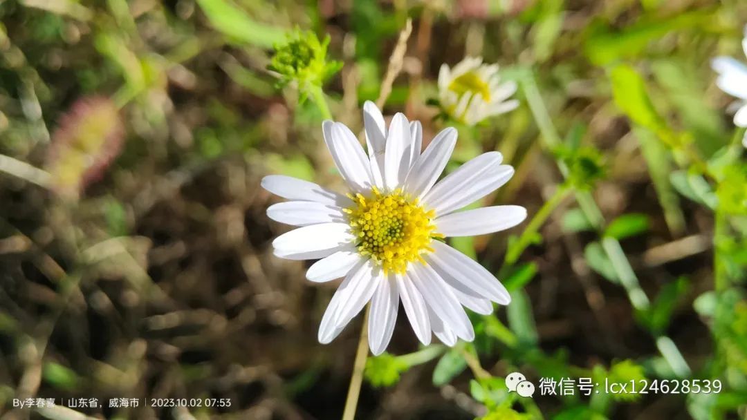 物语之狗娃花（Aster hispidus） - 关注森林