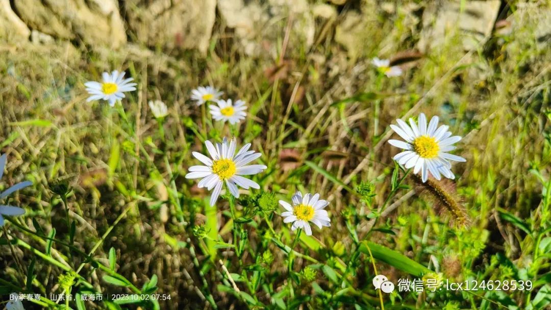 物语之狗娃花（Aster hispidus） - 关注森林