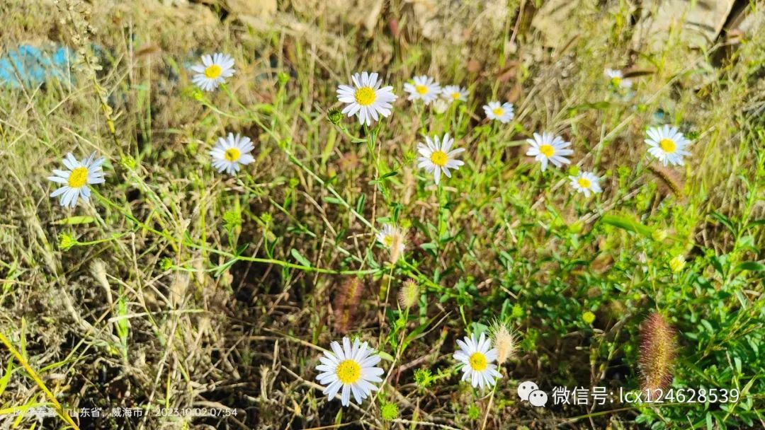 物语之狗娃花（Aster hispidus） - 关注森林