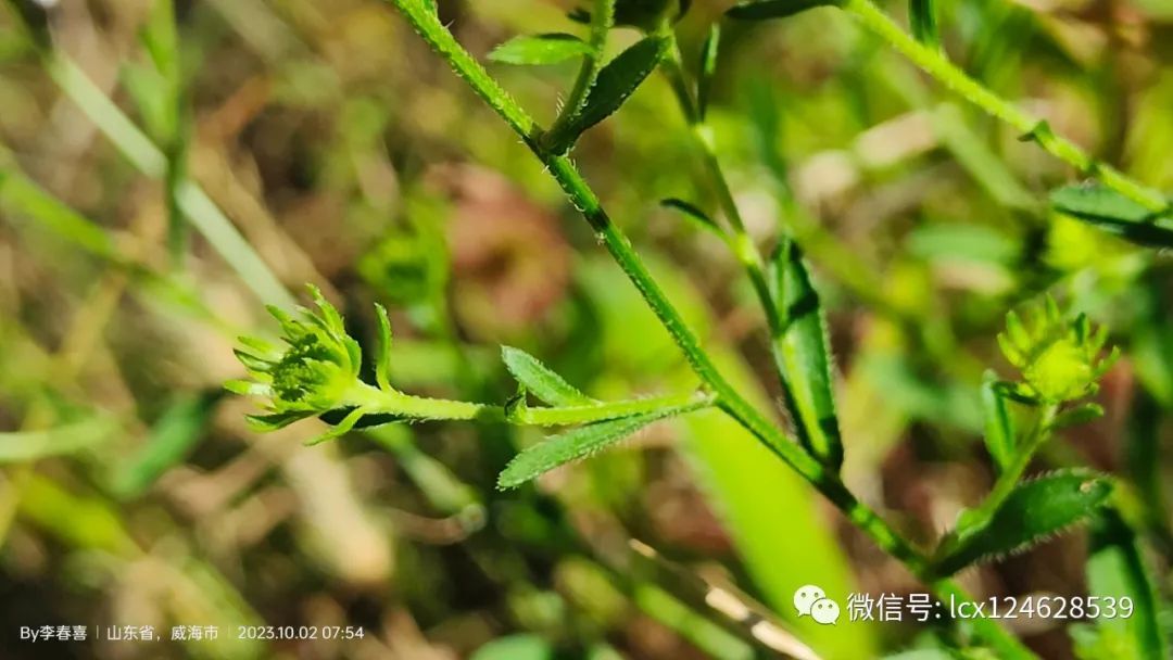物语之狗娃花（Aster hispidus） - 关注森林