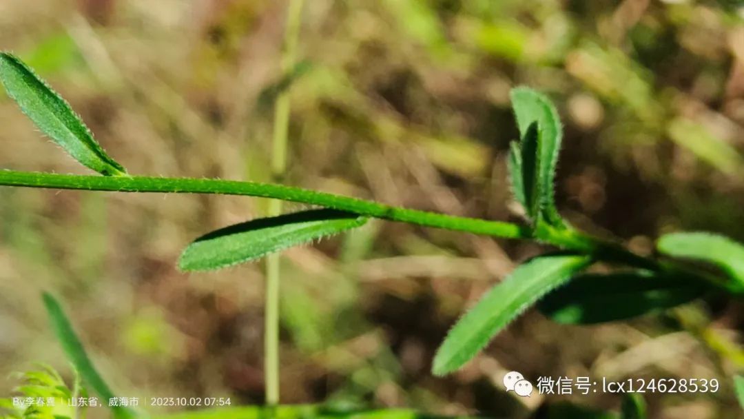 物语之狗娃花（Aster hispidus） - 关注森林