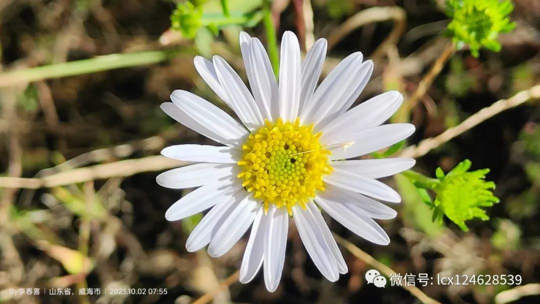 物语之狗娃花（Aster hispidus） - 关注森林