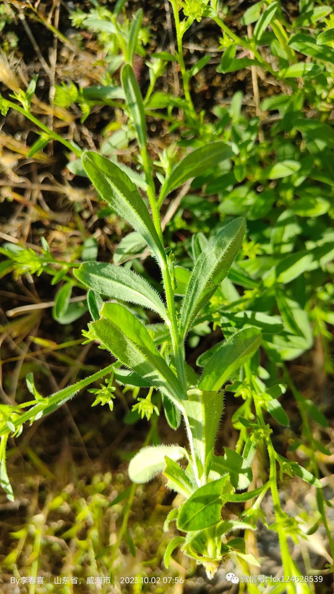 物语之狗娃花（Aster hispidus） - 关注森林