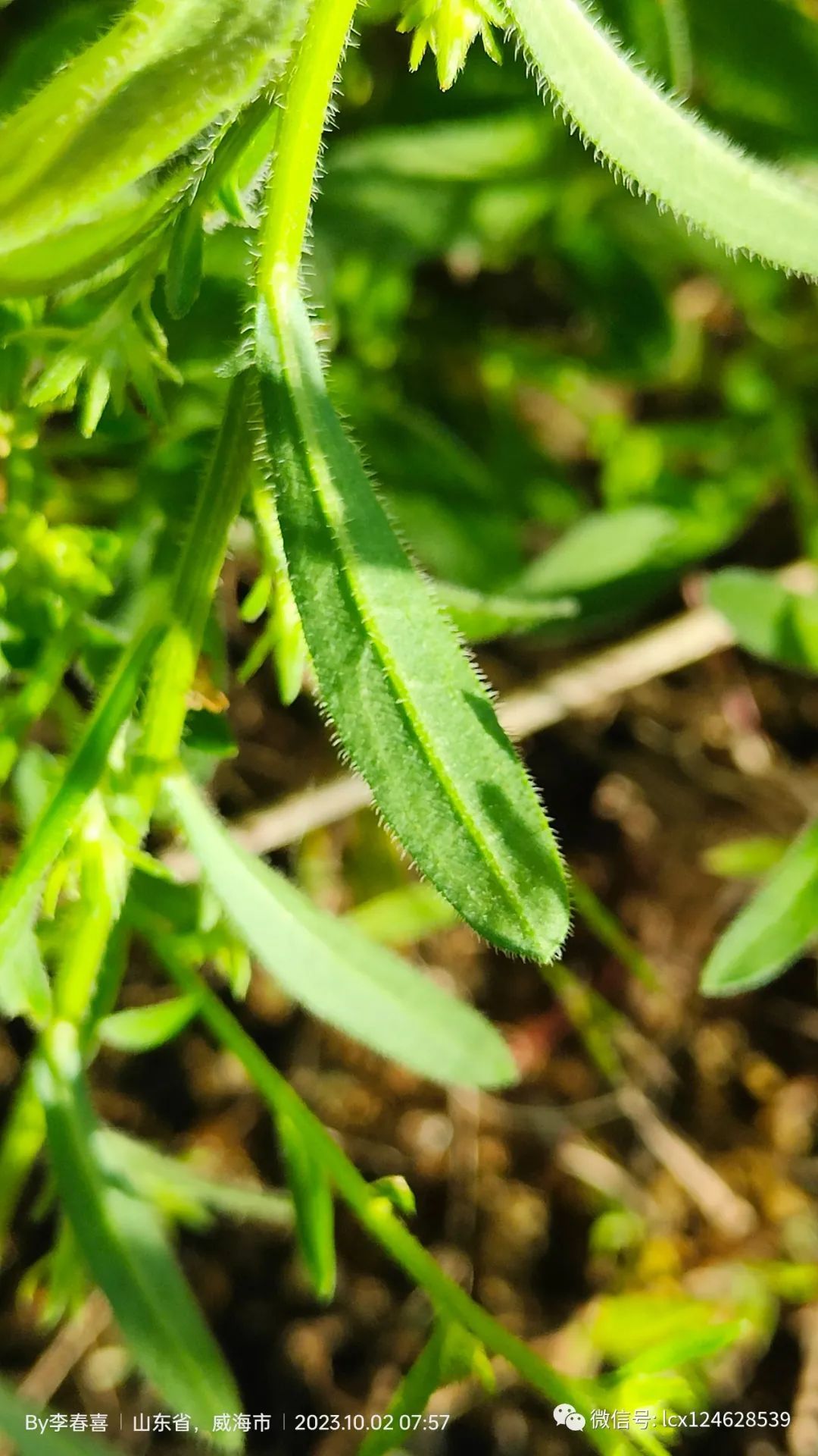 物语之狗娃花（Aster hispidus） - 关注森林