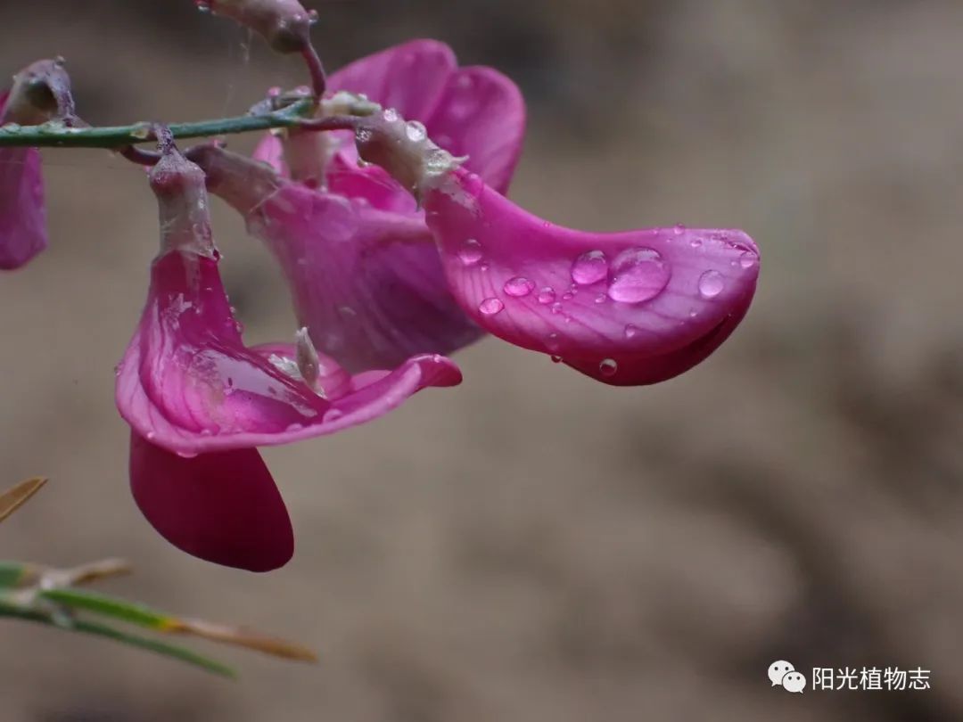 花棒，你是谁的小公主？ - 关注森林
