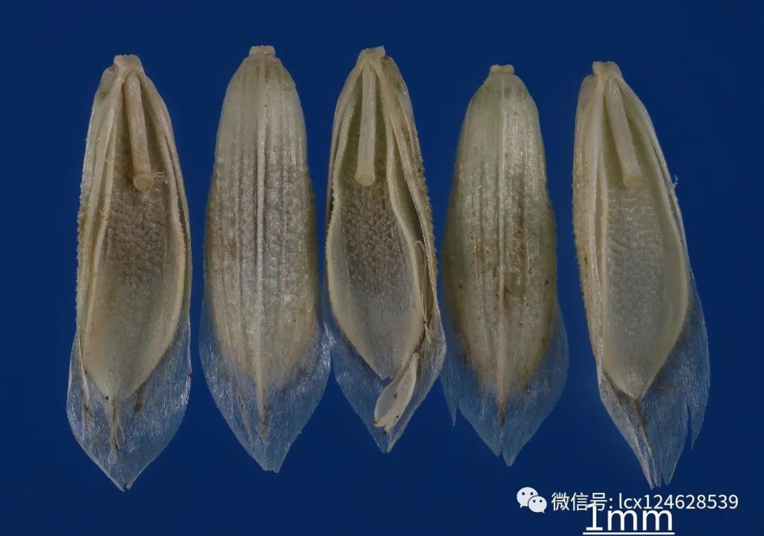物语之臭草（Melica scabrosa） - 关注森林