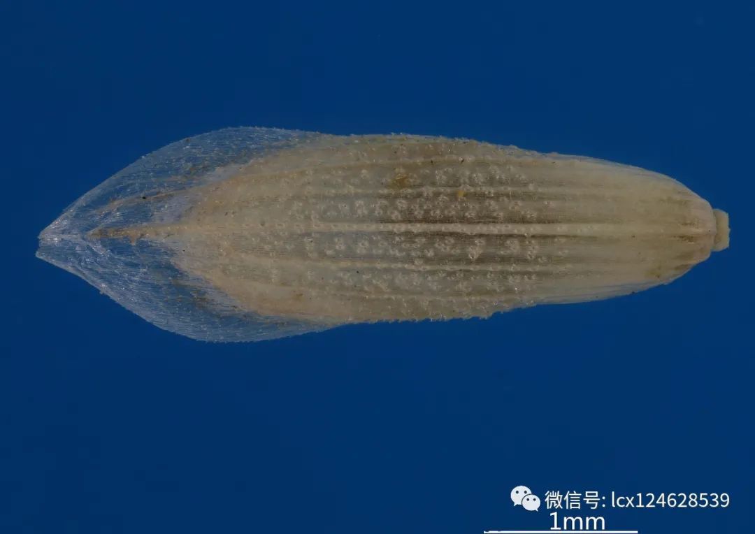 物语之臭草（Melica scabrosa） - 关注森林