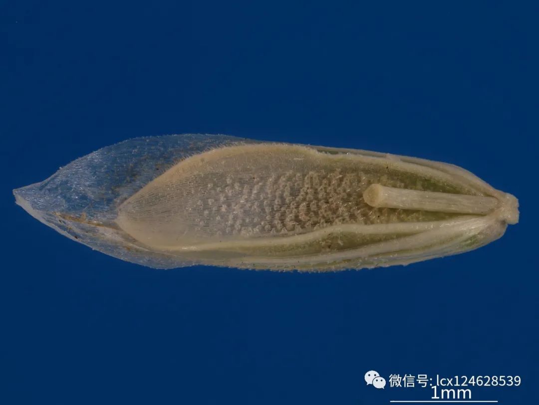 物语之臭草（Melica scabrosa） _www.isenlin.cn