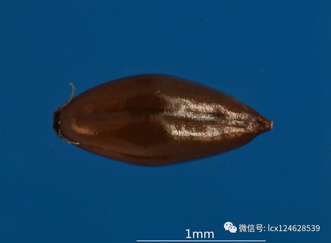 物语之臭草（Melica scabrosa） - 关注森林