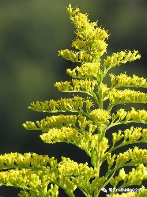 一枝黄花 —— 花开富贵，草木之王 - 关注森林
