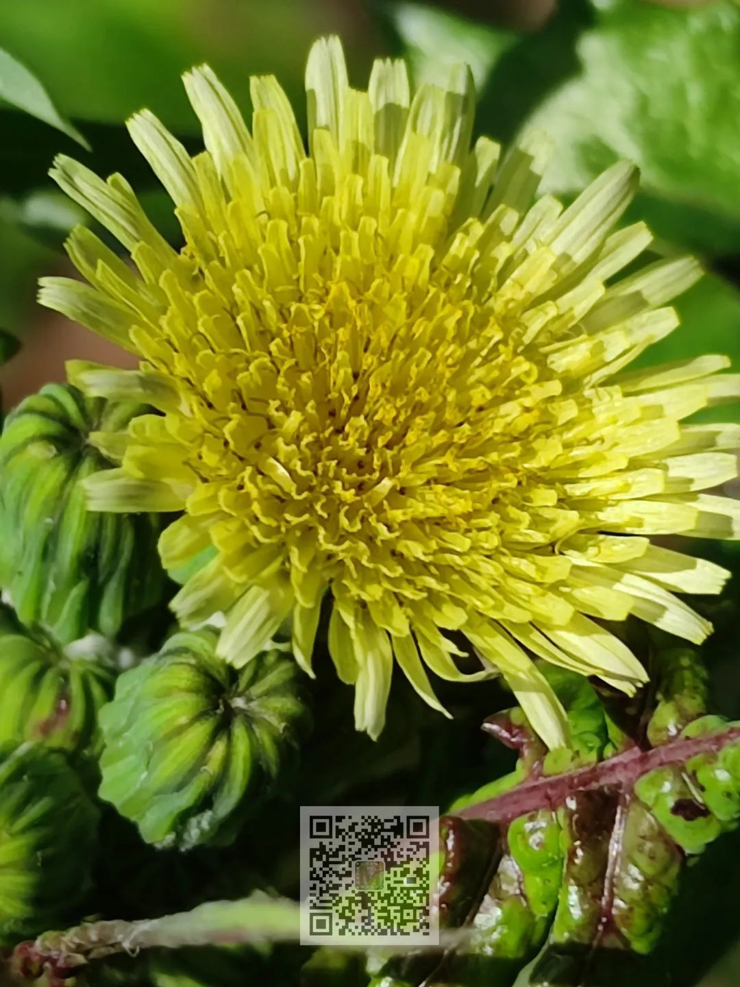 苦苣菜 - 关注森林