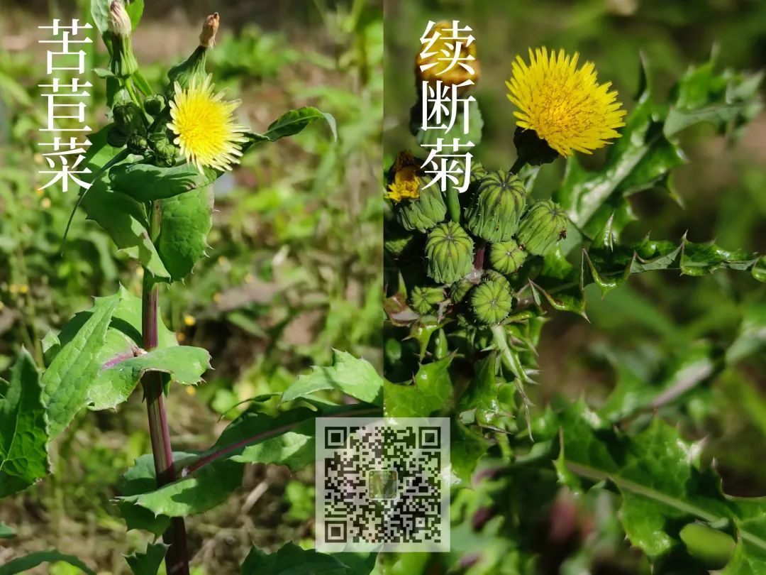 苦苣菜 - 关注森林