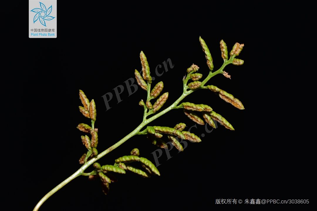 高山珠蕨 _www.isenlin.cn