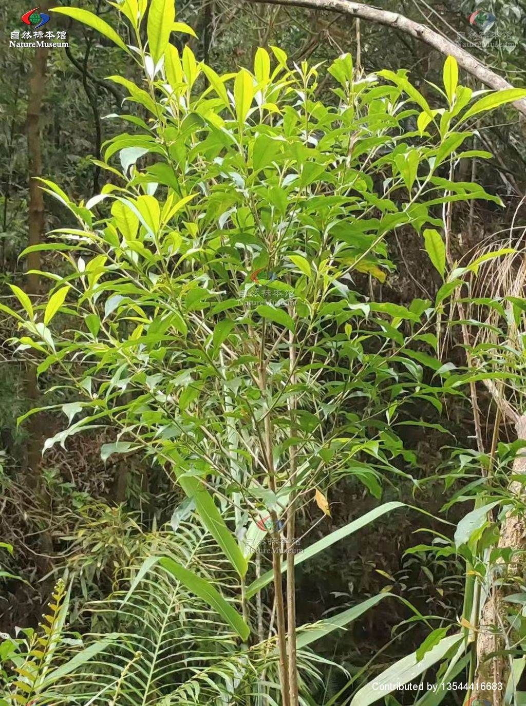 革叶铁榄 - 关注森林