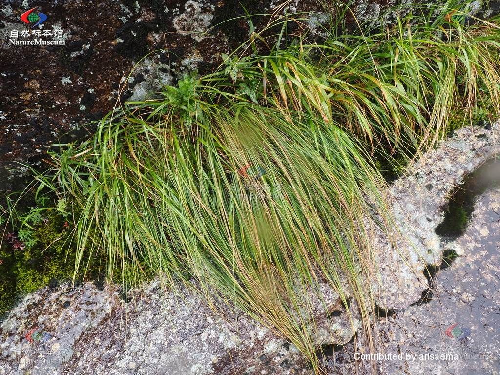 玉山蔺藨草 - 关注森林