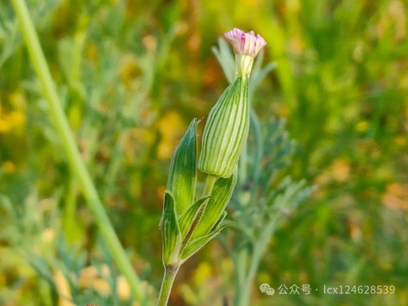 物语之麦瓶草（Silene conoidea） - 关注森林