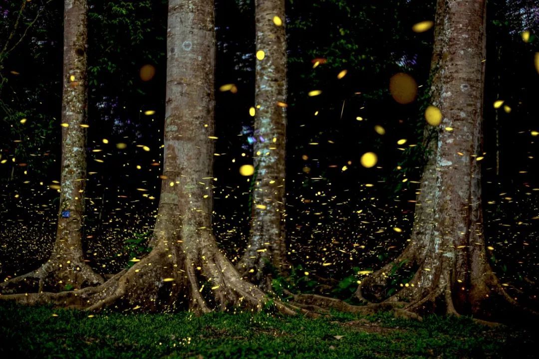 【中国科学院西双版纳热带植物园】萤火虫之森 ‖零距离邂逅萤火虫 - 关注森林