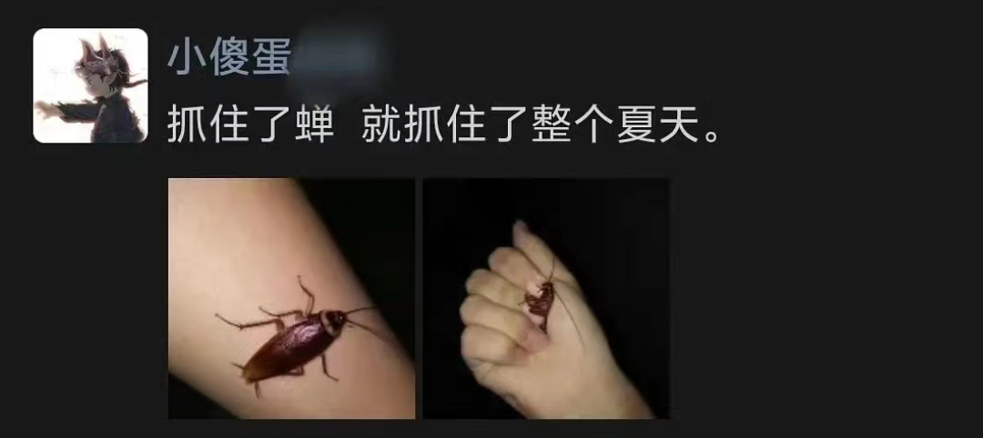这扁扁的好似叶子斑纹的昆虫是什么？ - 关注森林