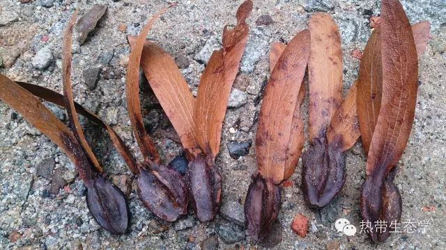 热带亚洲的巨人——龙脑香科植物 - 关注森林