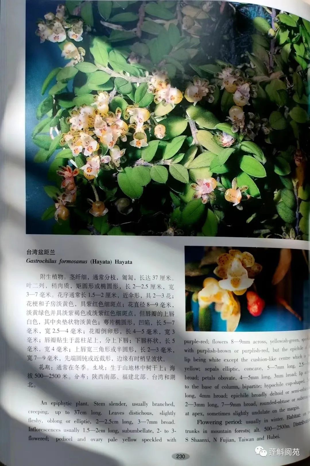 台湾盆距兰Gastrochilus formosanus (Hayata) Hayata - 关注森林
