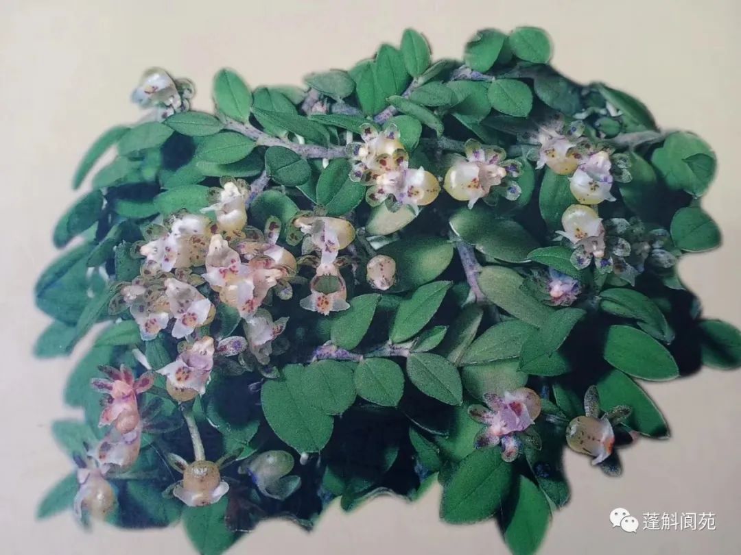 台湾盆距兰Gastrochilus formosanus (Hayata) Hayata - 关注森林