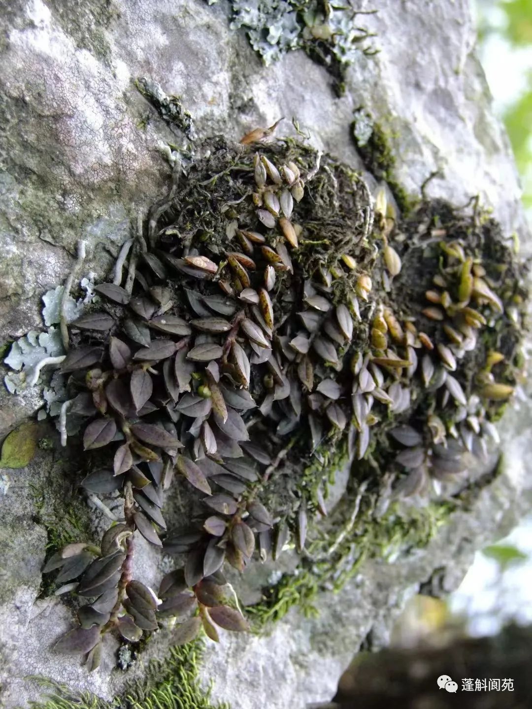 台湾盆距兰Gastrochilus formosanus (Hayata) Hayata - 关注森林
