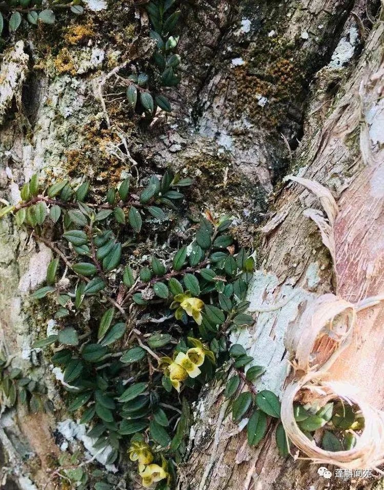 台湾盆距兰Gastrochilus formosanus (Hayata) Hayata - 关注森林