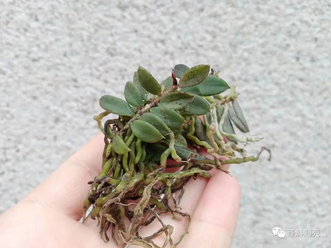 台湾盆距兰Gastrochilus formosanus (Hayata) Hayata - 关注森林