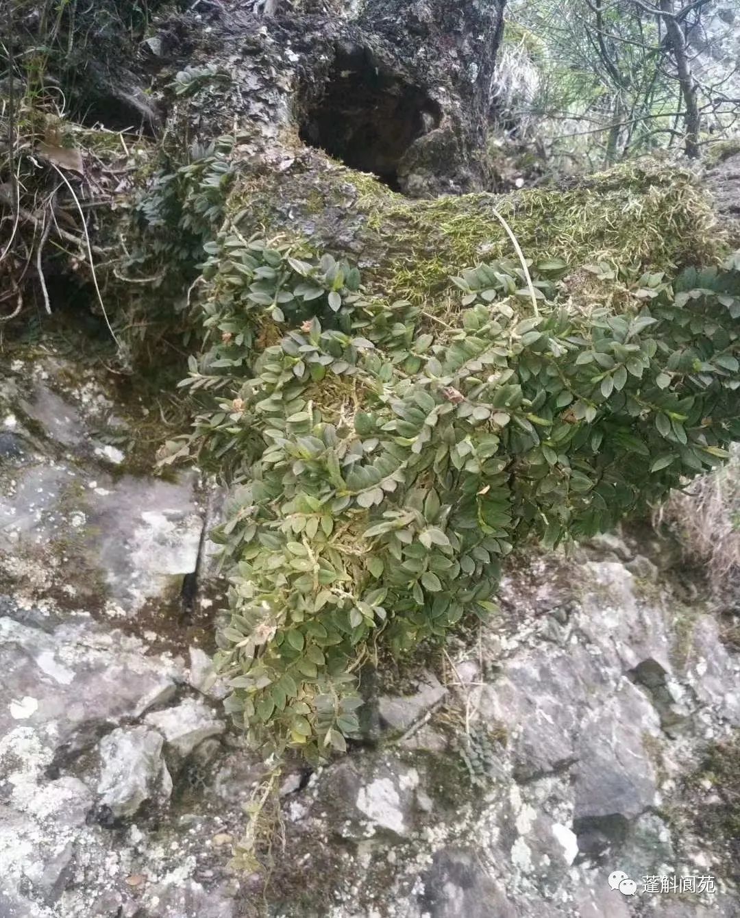台湾盆距兰Gastrochilus formosanus (Hayata) Hayata - 关注森林