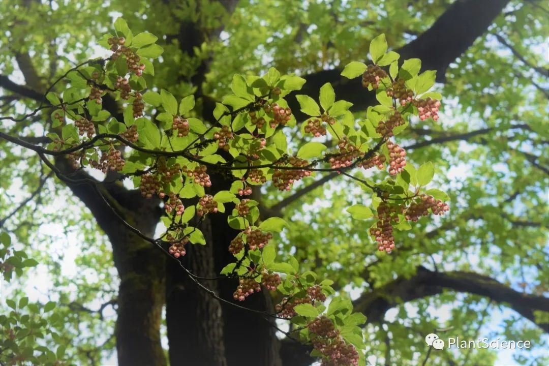风铃草 - 关注森林