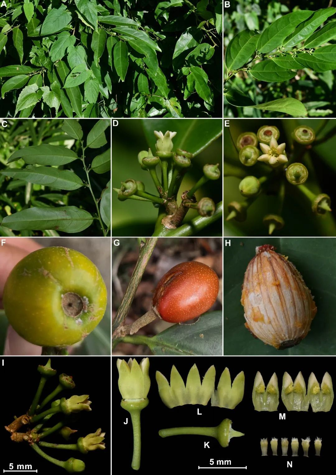 中国新记录科兜帽果科(Aptandraceae) (云南迦楼果Anacolosa griffithi - 关注森林