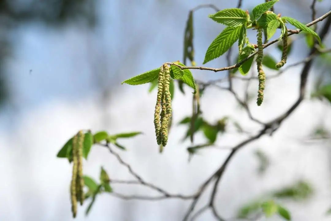 全球野生植株仅存5株，昆明植物园极危野生植物“天目铁木”首次开花 - 关注森林