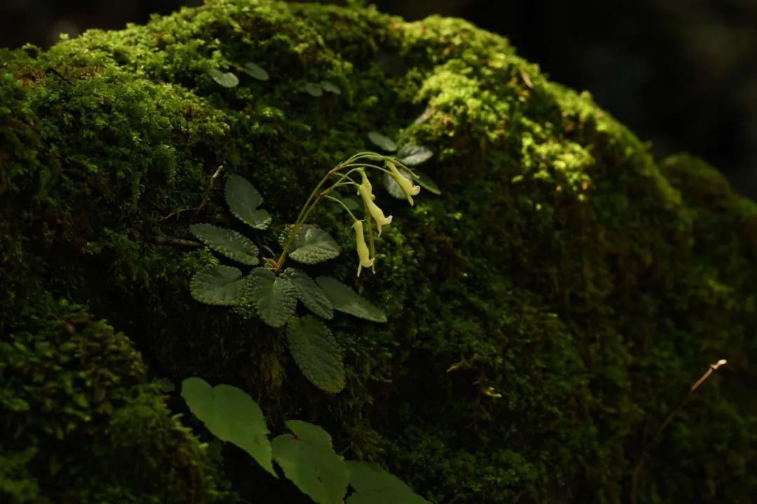 生态云南 | 红河弥勒苣苔：“消失”百年现又“重生” - 关注森林