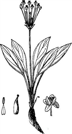 植物篇：拟花蔺 - 关注森林