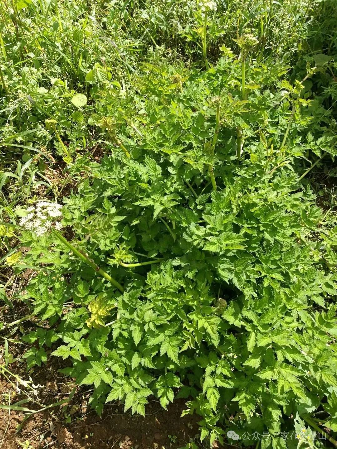 无量山水芹菜 - 关注森林